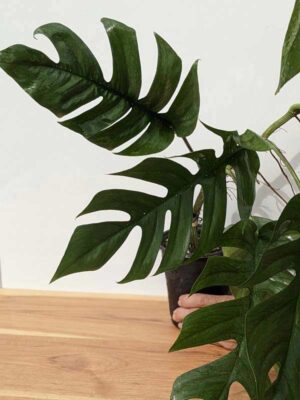 Mature Epipremnum Pinnatum Cebu Blue Plant in 4″ pot (Actual Plant ...