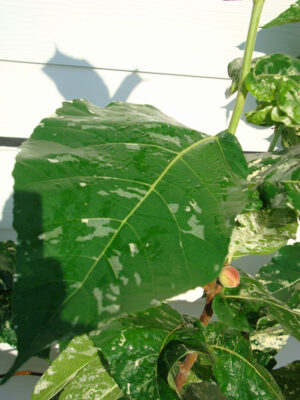 Clown Fig Tree (ficus aspera parcelli in 2×3″ pot) – Kens Philodendrons