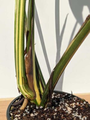 Very Limited 1-3 Per Year! Lg. Monstera Deliciosa Cosmos Variegata ...