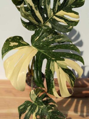 Very Limited 1-3 Per Year! Lg. Monstera Deliciosa Cosmos Variegata ...