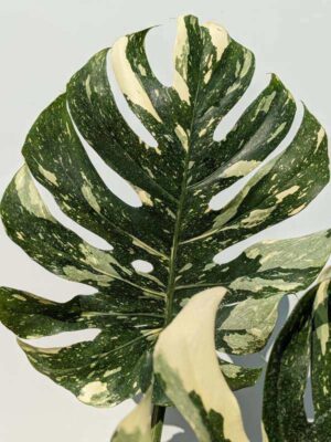 Very Limited 1-3 Per Year! Lg. Monstera Deliciosa Cosmos Variegata ...