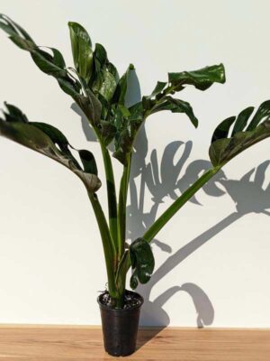 HUGE Monstera Dissecta Fairchild in 4″ pot (Actual Plant First Photos ...