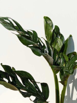 HUGE Monstera Dissecta Fairchild in 4″ pot (Actual Plant First Photos ...