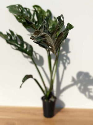 HUGE Monstera Dissecta Fairchild in 4″ pot (Actual Plant First Photos ...