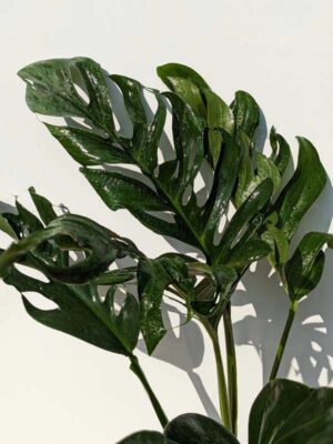HUGE Monstera Dissecta Fairchild in 4″ pot (Actual Plant First Photos ...