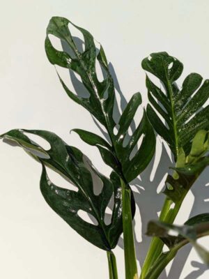 HUGE Monstera Dissecta Fairchild in 4″ pot (Actual Plant First Photos ...