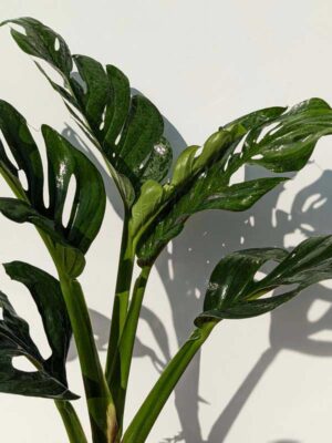 HUGE Monstera Dissecta Fairchild in 4″ pot (Actual Plant First Photos ...