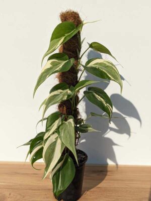 Philodendron Tri-Color Sport of Brazil Plant on Coco Pole (Actual Plant ...