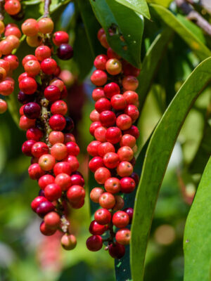 Mao Luang Fruit Tree (antidesma puncticulatum 2x2x3″ Pot) – Kens ...