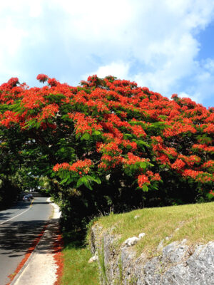 Flamboyant Royal Poinciana Tree (delonix regia 2x2x3″ Pot) – Kens ...
