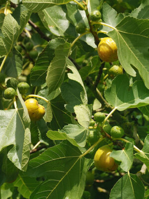 Very Popular, Sweet Yellow Long Neck Fig Tree (ficus carica 2x2x3″ Pot ...