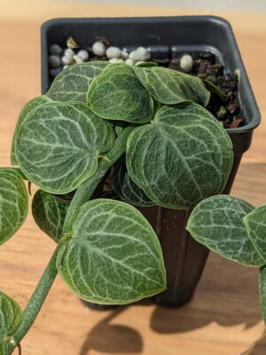 Rhaphidophora Cryptantha Deep Vein Shingle Plant (In 2×3″ Deep Pot) – Kens Philodendrons