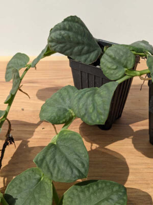 Rhaphidophora Korthalsii Sp. Toad Shingle Plant (In 2×3″ Deep Pot ...