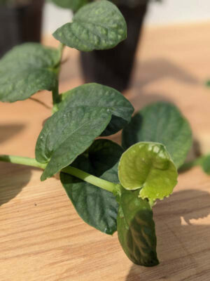 Rhaphidophora Korthalsii Sp. Toad Shingle Plant (In 2×3″ Deep Pot ...