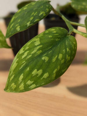 Scindapsus Pictus Hassk Dart Frog Plant (In 2×3″ Deep Pot) – Kens ...