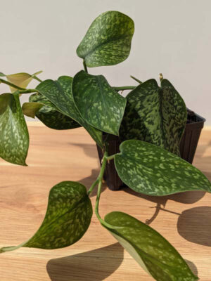 Scindapsus Snake Scale (In 2×3″ Deep Pot) – Kens Philodendrons