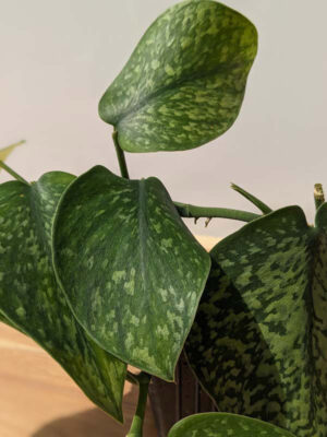 Scindapsus Snake Scale (In 2×3″ Deep Pot) – Kens Philodendrons
