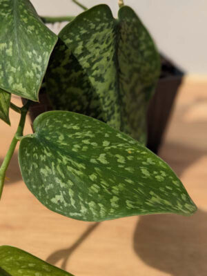 Scindapsus Snake Scale (In 2×3″ Deep Pot) – Kens Philodendrons