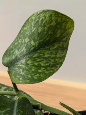 Scindapsus Snake Scale (In 2×3″ Deep Pot) – Kens Philodendrons