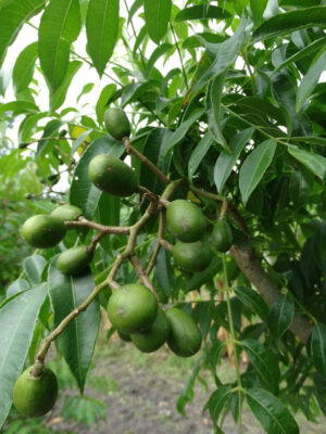 Tropical June Plum Ambarella Tree (spondias dulcis 2x2x3″ Pot) – Kens ...
