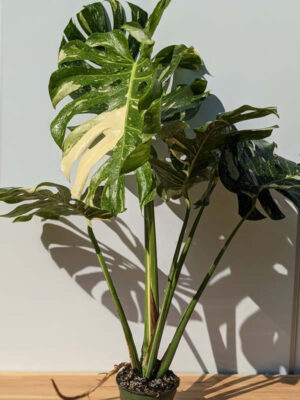 Very Limited 1-3 Per Year! Lg. Monstera Deliciosa Cosmos Variegata ...