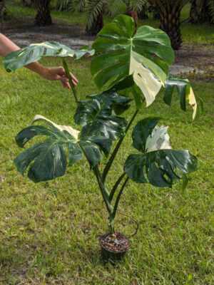 HUGE Monstera Deliciosa Albo Variegata Large Form (Excellent ...