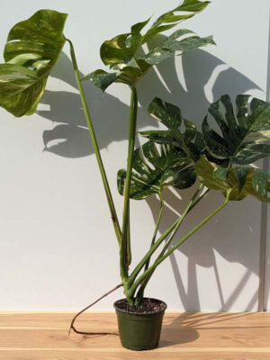 HUGE Monstera Deliciosa Albo Variegata Large Form (Excellent ...