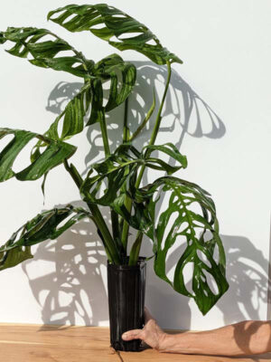 HUGE Monstera Epipremnoides (Actual Plant First Pics) – Kens Philodendrons