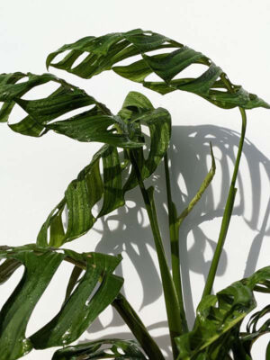 HUGE Monstera Epipremnoides (Actual Plant First Pics) – Kens Philodendrons