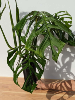 HUGE Monstera Epipremnoides (Actual Plant First Pics) – Kens Philodendrons