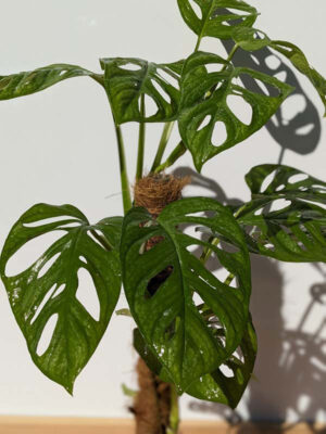 Lg. Monstera Giant Skeleton Leaf Plant in 4″ pot w/Coco Pole/Coco Pole ...