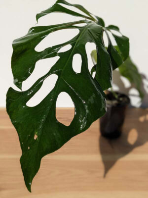Very Rare, Monstera Punctulata in 4″ Round (Actual Plant Last Pics ...
