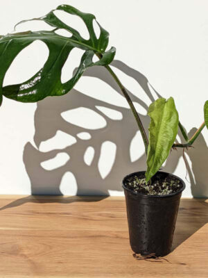 Very Rare, Monstera Punctulata in 4″ Round (Actual Plant Last Pics ...