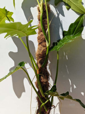 Lg Philodendron Bob Cee Plant in 4” pot (Actual Plant First Photos ...