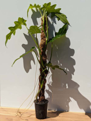 Lg Philodendron Bob Cee Plant in 4” pot (Actual Plant First Photos ...