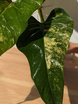 Rare Philodendron Domesticum Variegatum (Actual Plant First Photos ...
