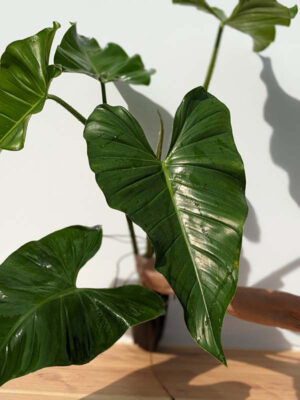 Philodendron Sagittifolium Glossy Heart Leaf Plant in 4″ pot (Actual ...
