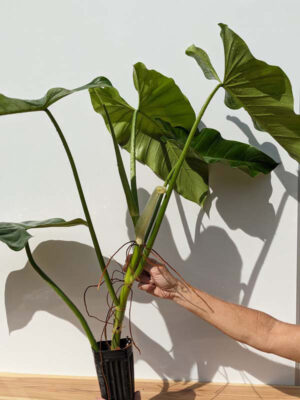 Philodendron Sagittifolium Glossy Heart Leaf Plant in 4″ pot (Actual ...
