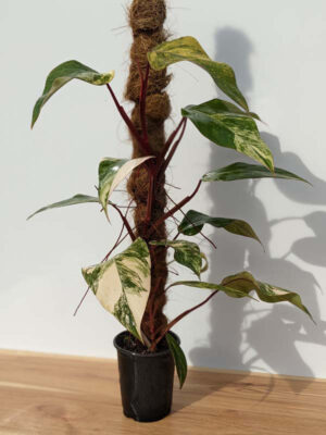 Philodendron Strawberry Shake Plant in 4″ pot (Actual Plant All Photos ...