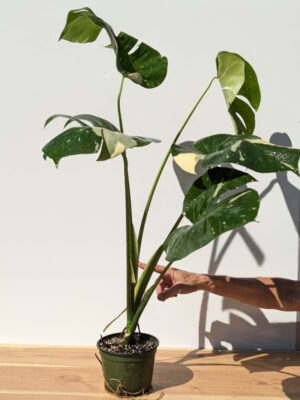 HUGE Monstera Deliciosa Albo Variegata Large Form (Excellent ...