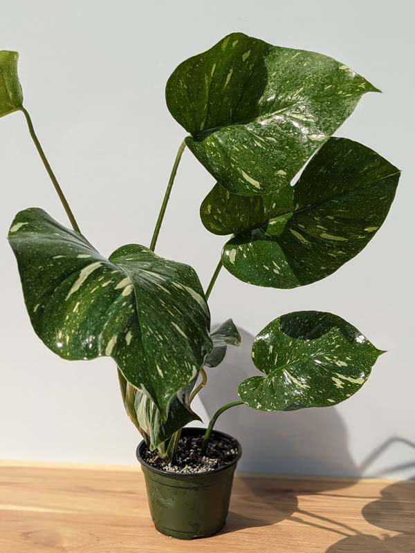 HUGE Monstera Deliciosa Albo Variegata Large Form (Excellent ...