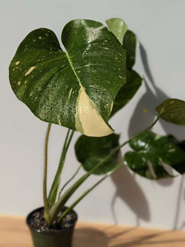 HUGE Monstera Deliciosa Albo Variegata Large Form (Excellent ...