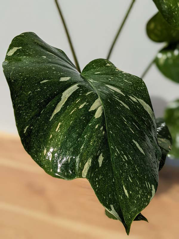 HUGE Monstera Deliciosa Albo Variegata Large Form (Excellent ...