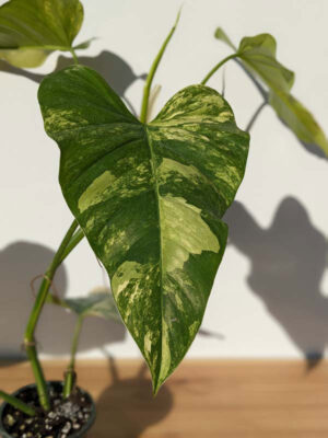Rare Philodendron Domesticum Variegatum (Actual Plant First Photos ...