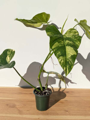 Rare Philodendron Domesticum Variegatum (Actual Plant First Photos ...