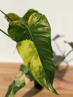 Rare Philodendron Domesticum Variegatum (Actual Plant First Photos ...