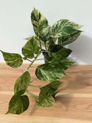 Lg. Marble Queen pothos Plant epipremnum aureum (Actual Plant First ...