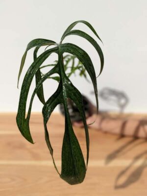 VERY RARE Monstera Croatii (Actual Plant Last Pics) – Kens Philodendrons
