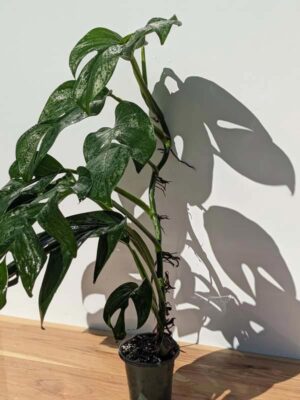 HUGE Monstera Dissecta Fairchild in 4″ pot (Actual Plant First Photos ...