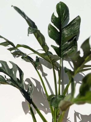 HUGE Monstera Dissecta Fairchild in 4″ pot (Actual Plant First Photos ...